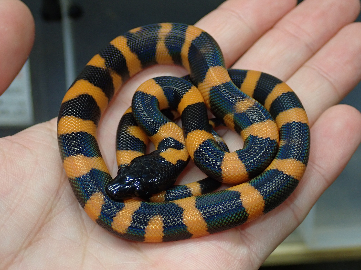 E．S．P． 『ヘビ販売ページ』