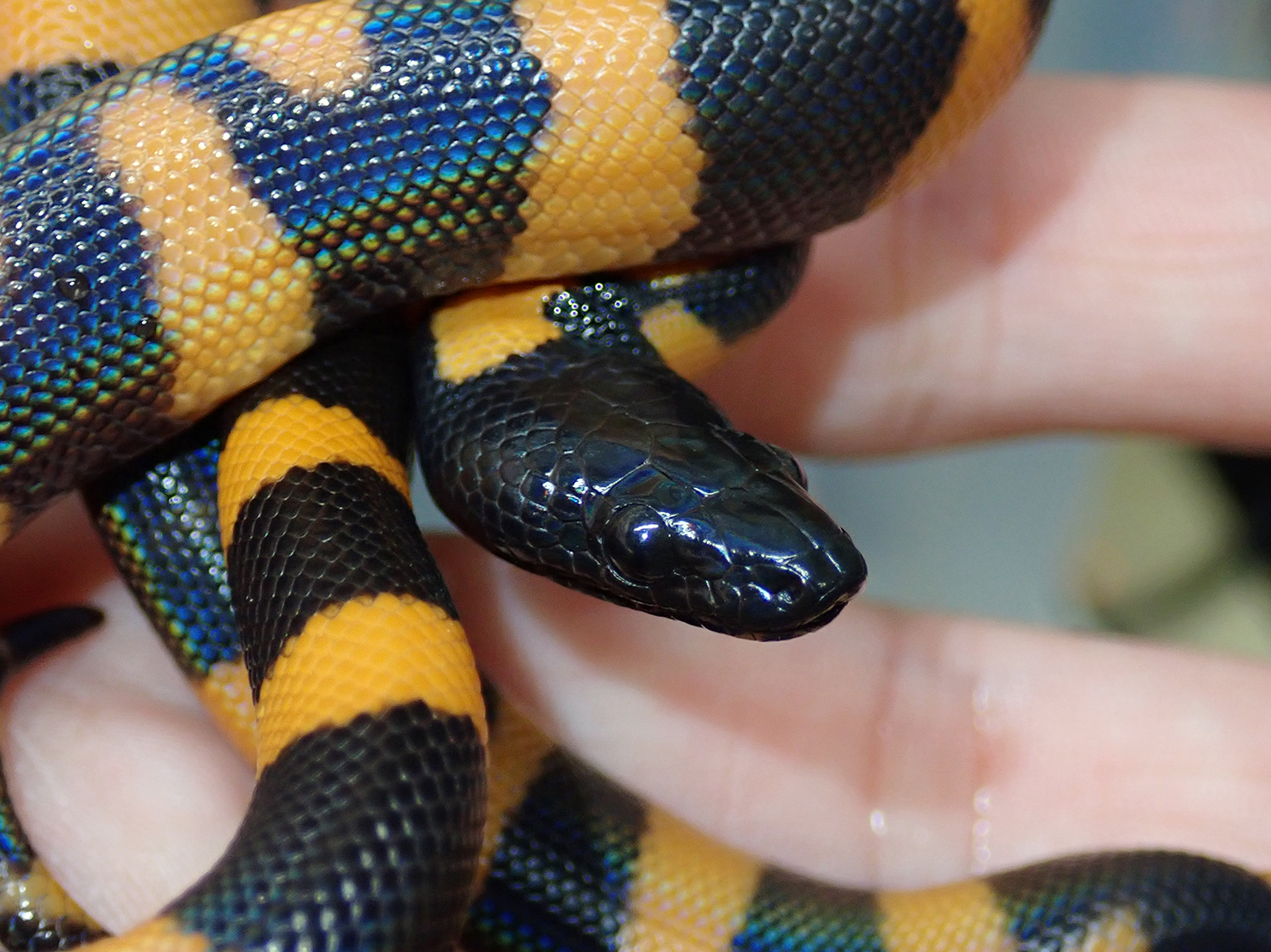 E．S．P． 『ヘビ販売ページ』