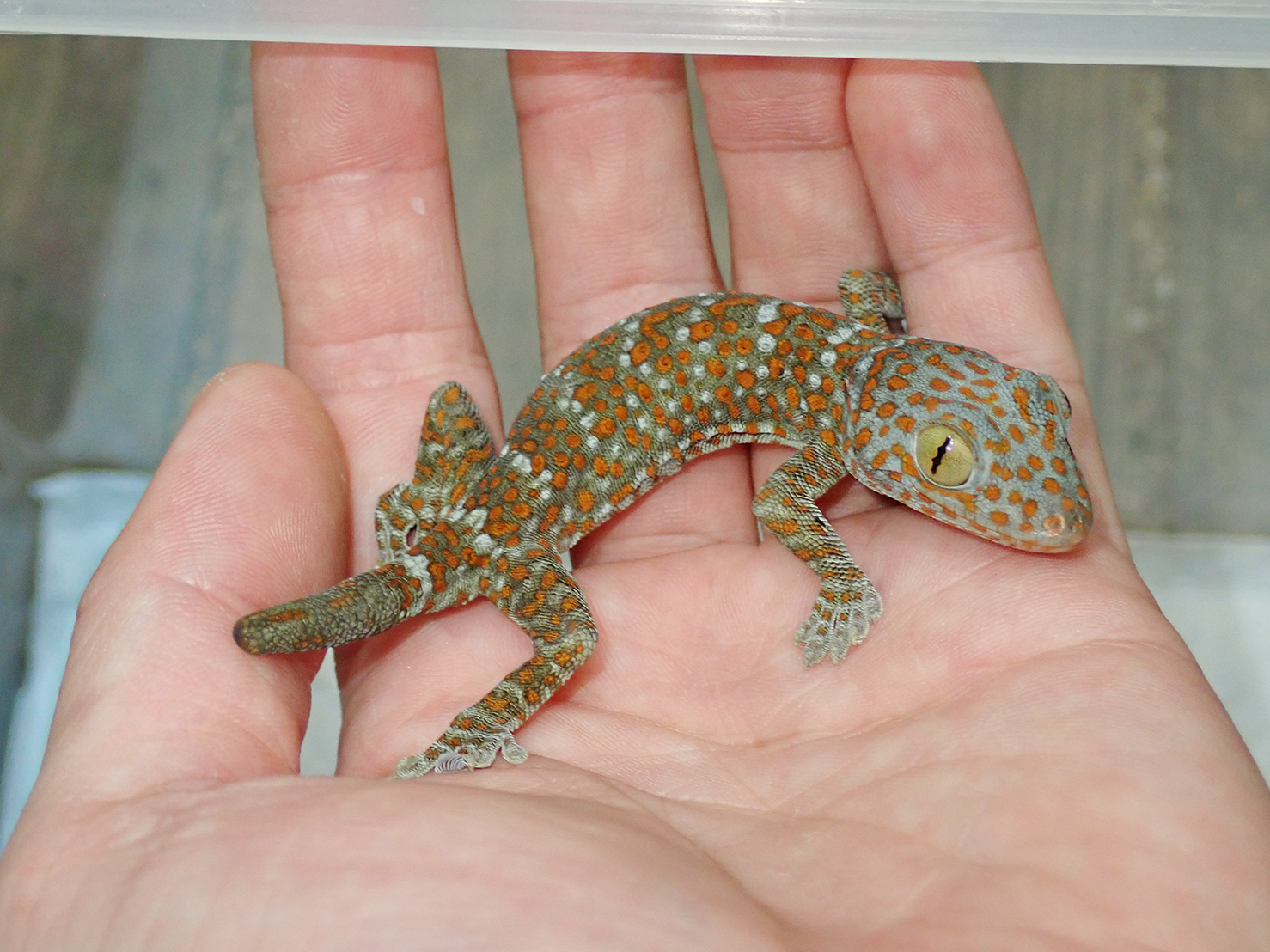 E．S．P． 『新入荷販売ページ』